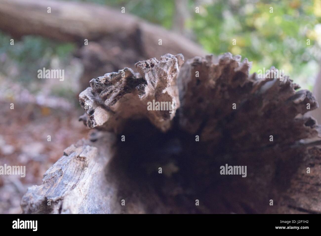 Close up view on a hollowed out log Stock Photo - Alamy