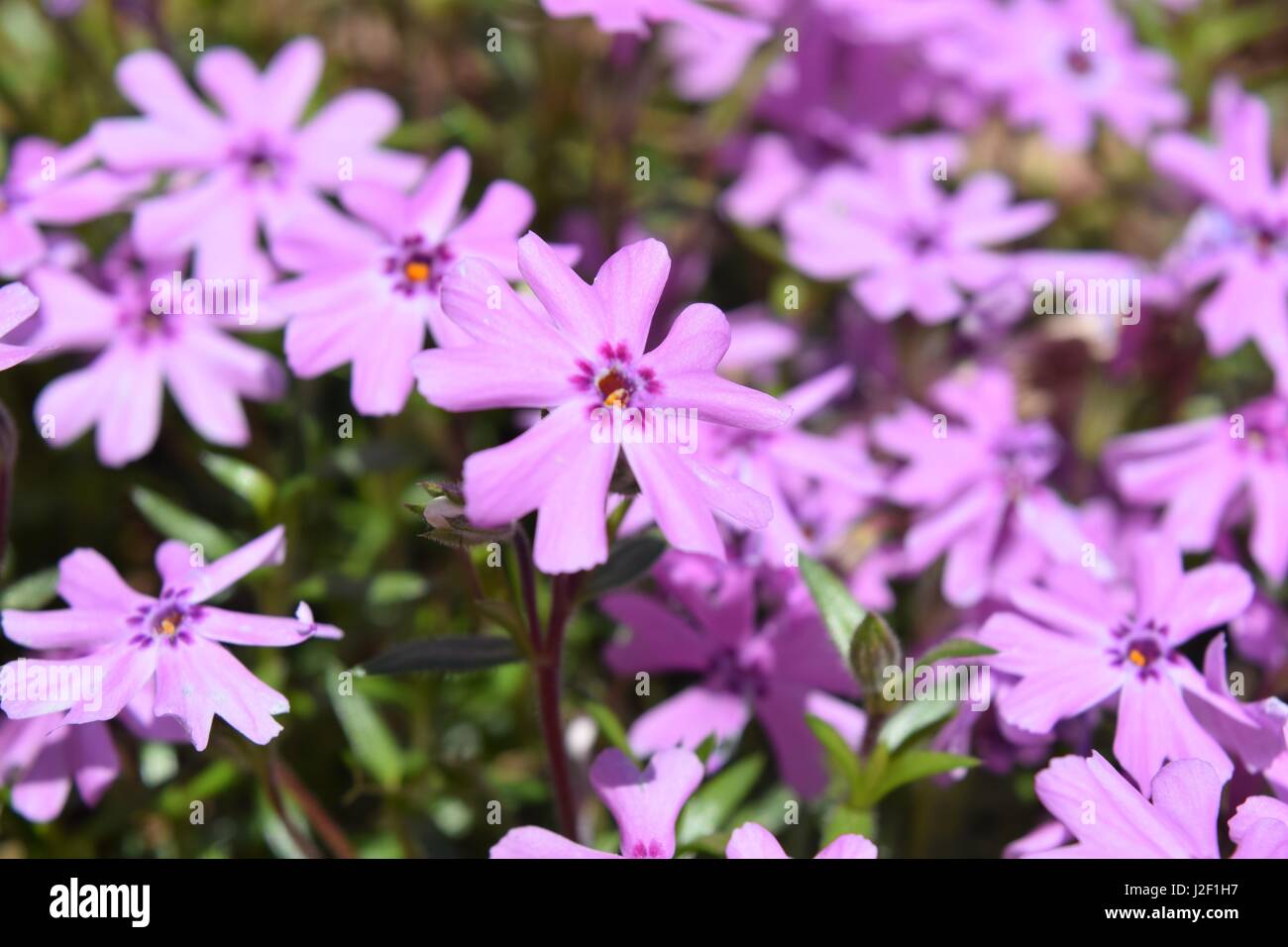 Small flowers from the spring Stock Photo - Alamy