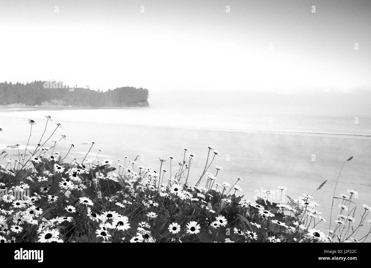 USA, Washington, Olympic Nat'l Park, Daisies along Crescent Beach Stock ...
