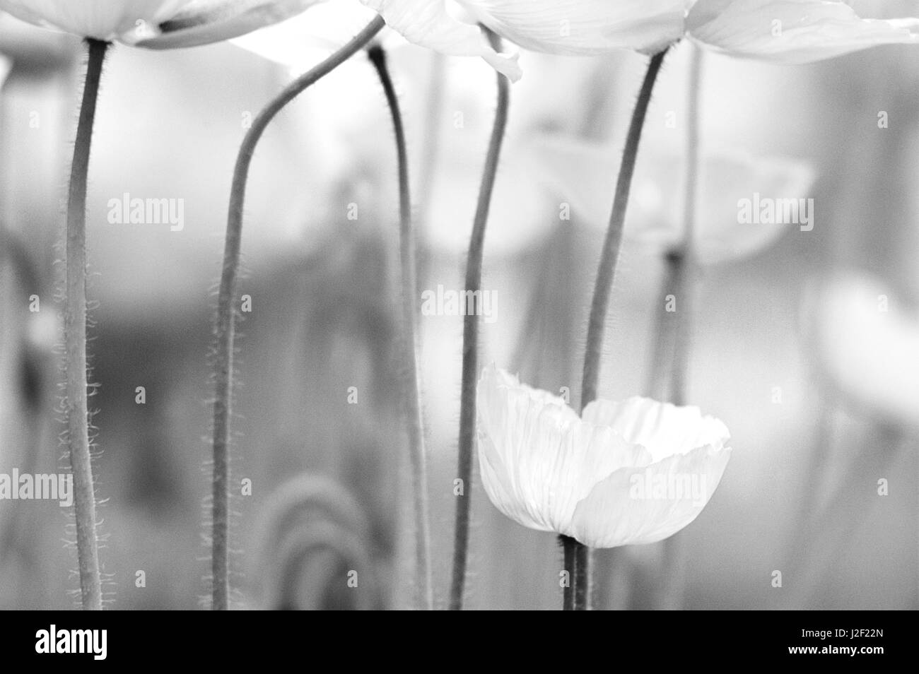 View of California poppy (Large format sizes available Stock Photo - Alamy