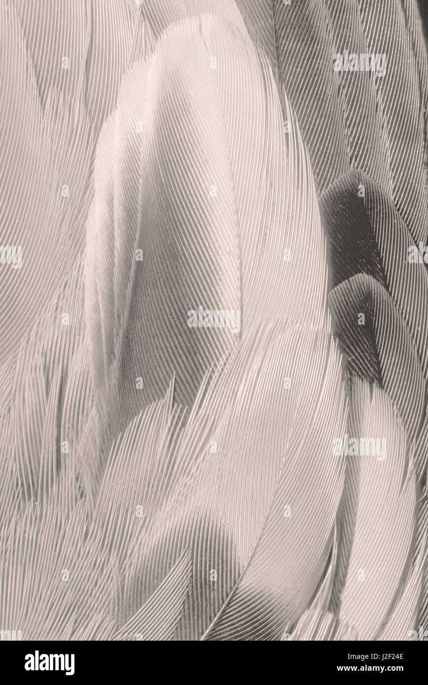 Parrot feather pattern design Stock Photo - Alamy