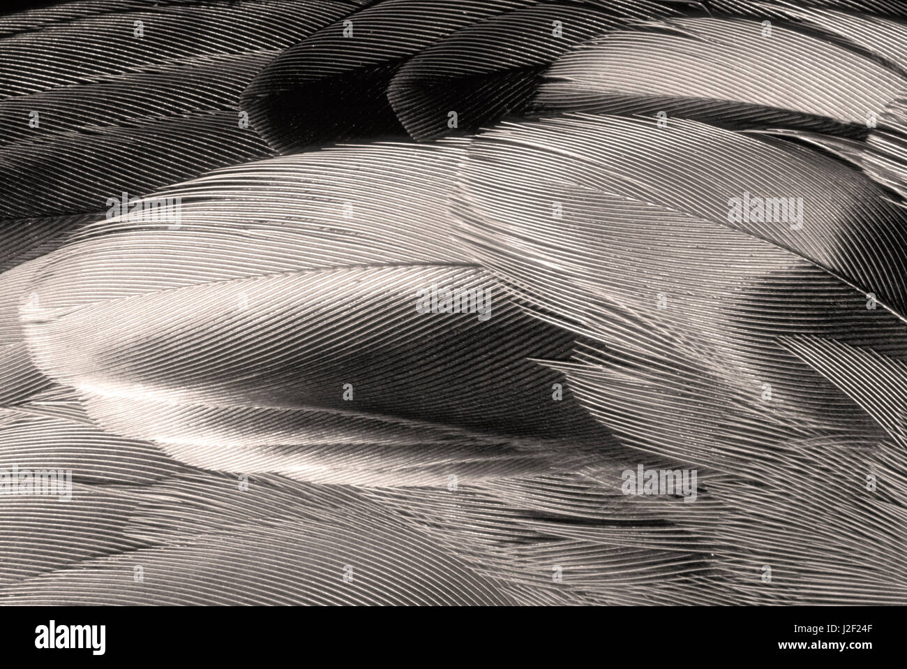 Parrot feather pattern design Stock Photo - Alamy