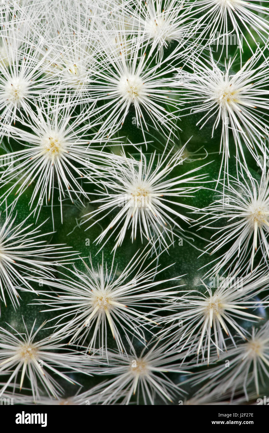 Fine spines hi-res stock photography and images - Alamy