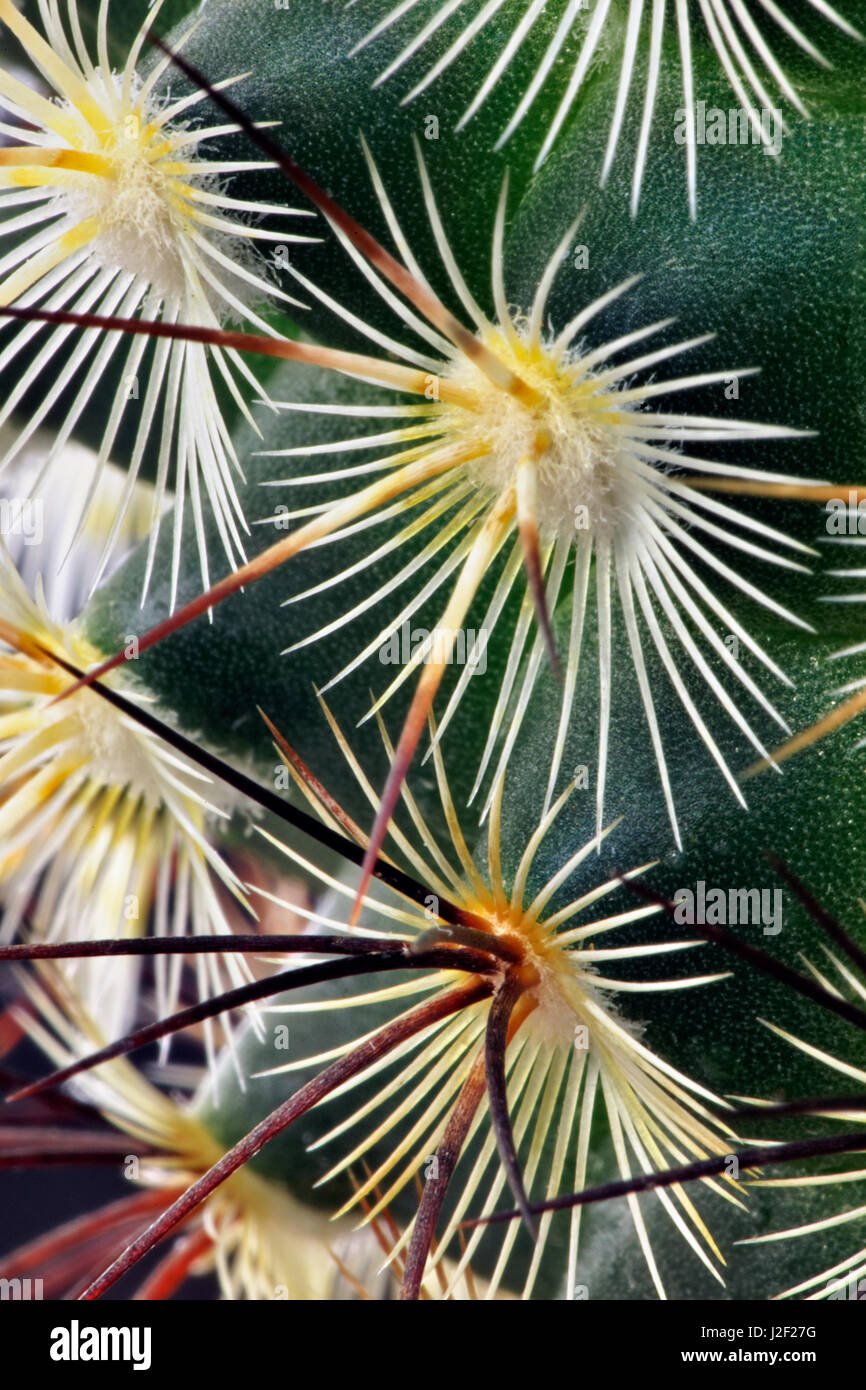Pattern of small cactus spines Stock Photo - Alamy