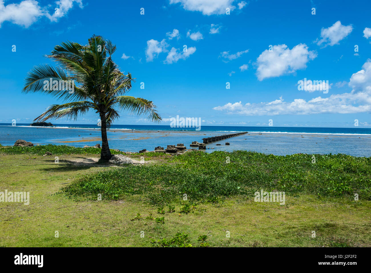 Lonely Palm tree in the Pacific National Historical Park, Guam, US ...