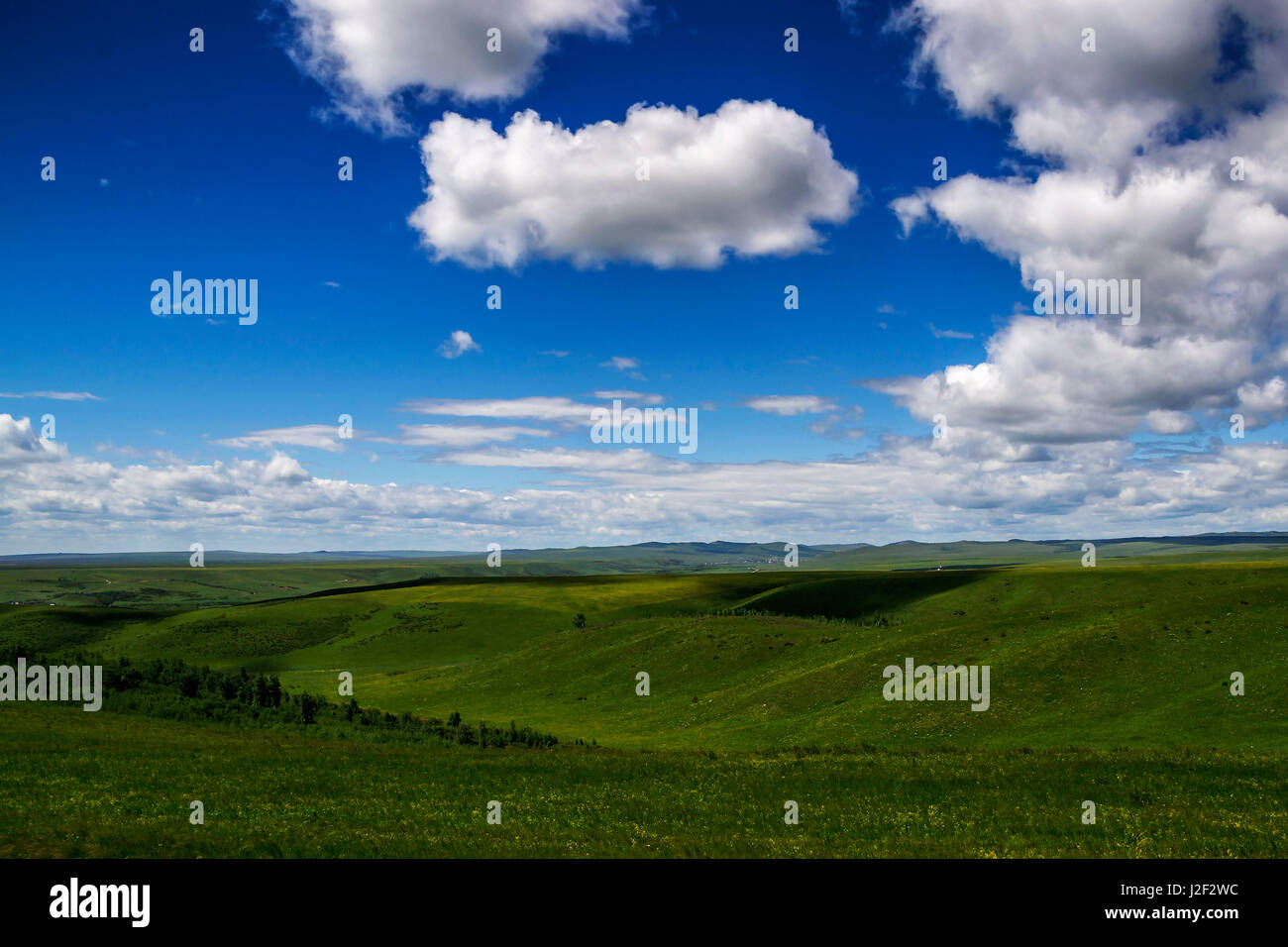 Summer landscape: a wide field and blue sky. Rolling plain, green plain ...