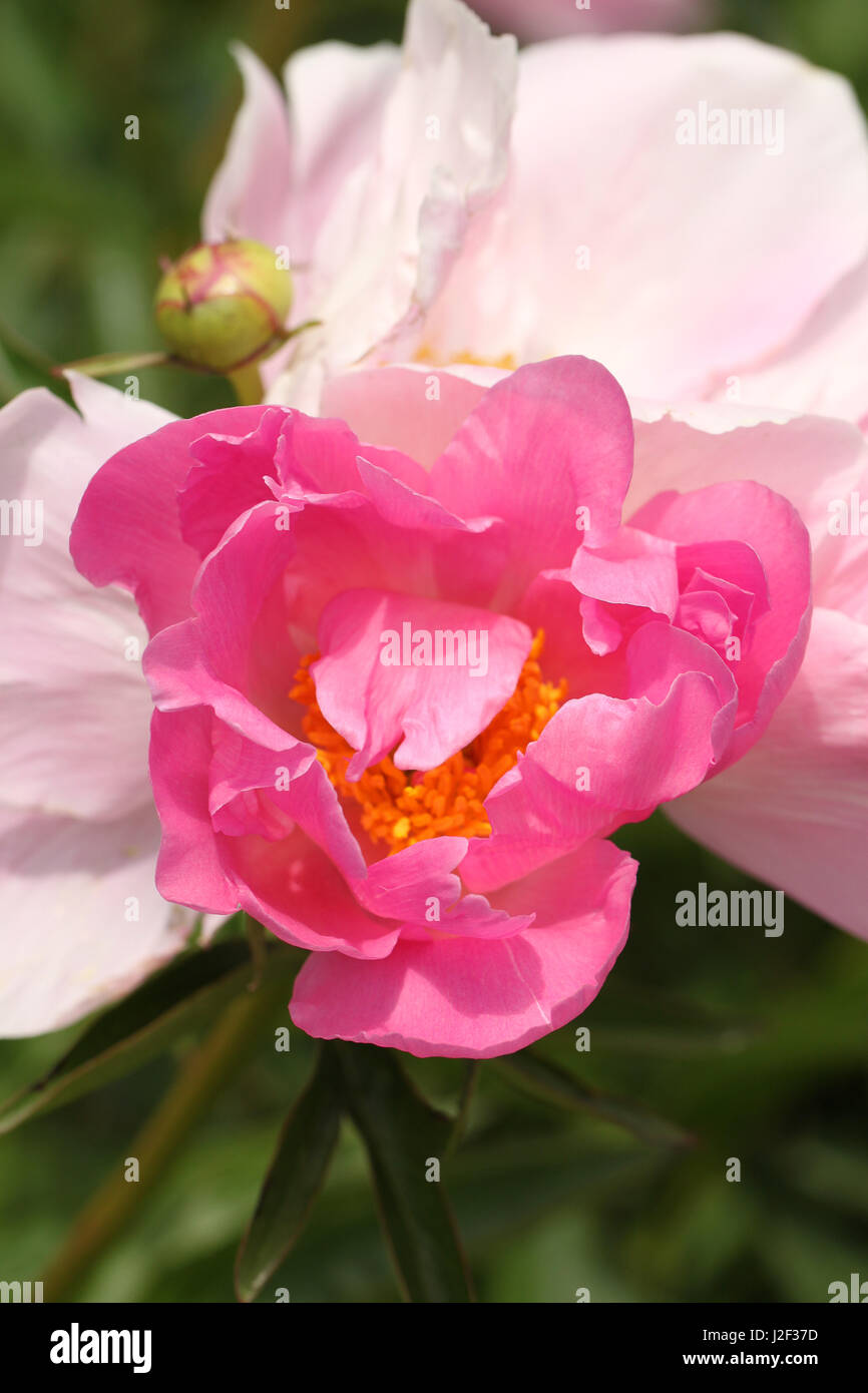 Pale pink older flowers hi-res stock photography and images - Alamy