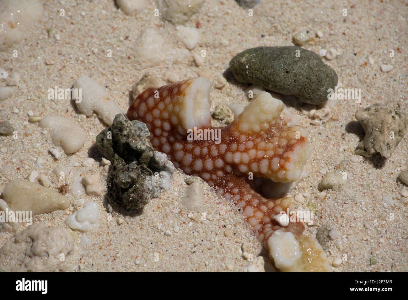 Cook Islands. Palmerston Island, a classic atoll. Detail of coral on ...