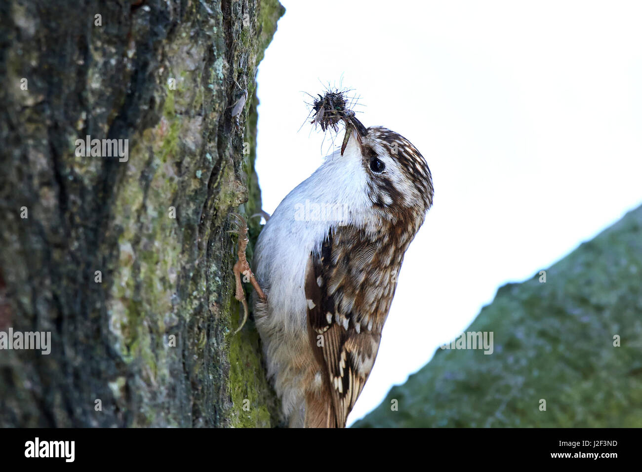 Eurasian treecreeper sitting on a tree trunk with insects in its beak ...