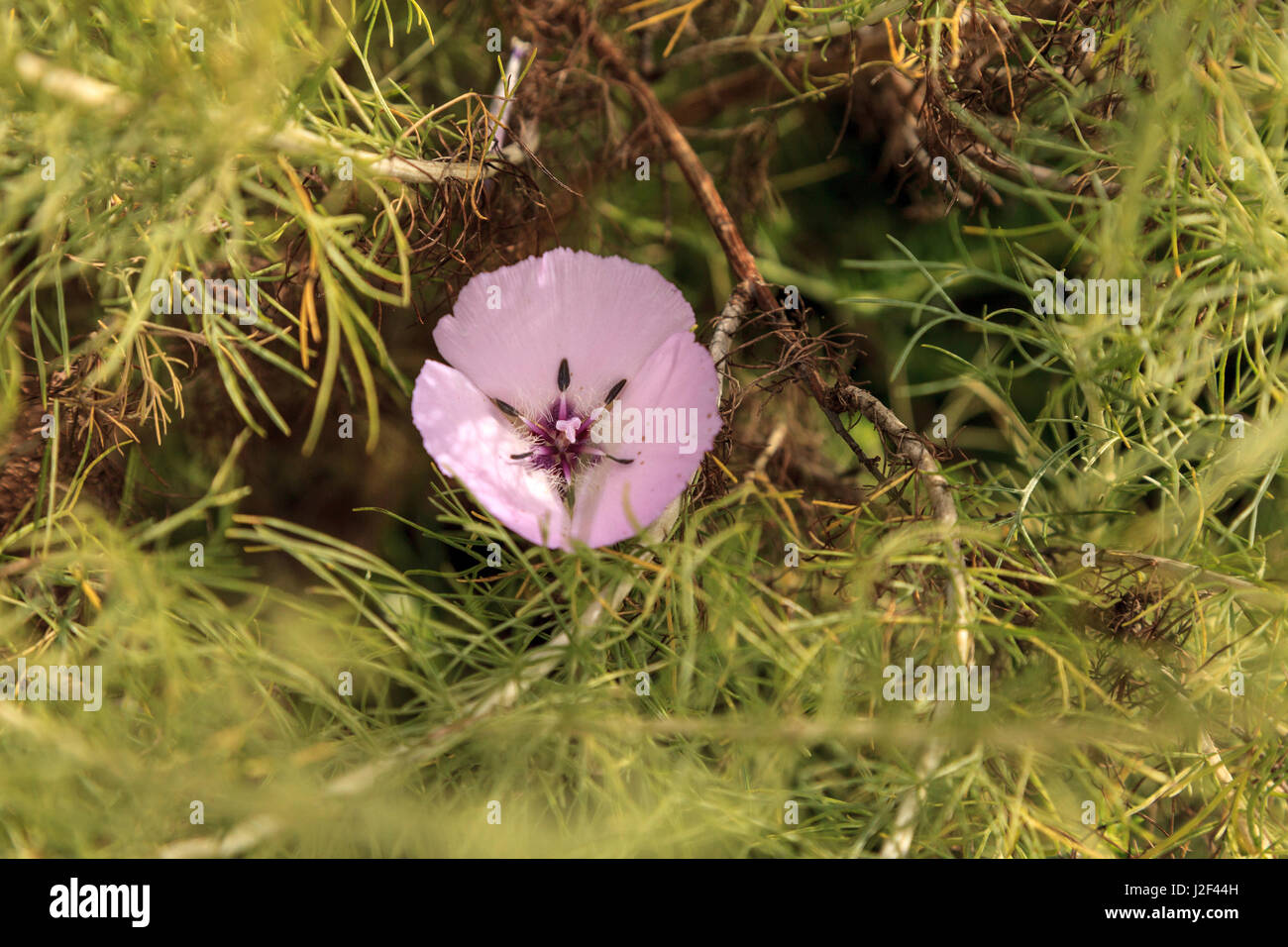 Purple gleam California poppy flower grows in the Aliso Wilderness Park ...