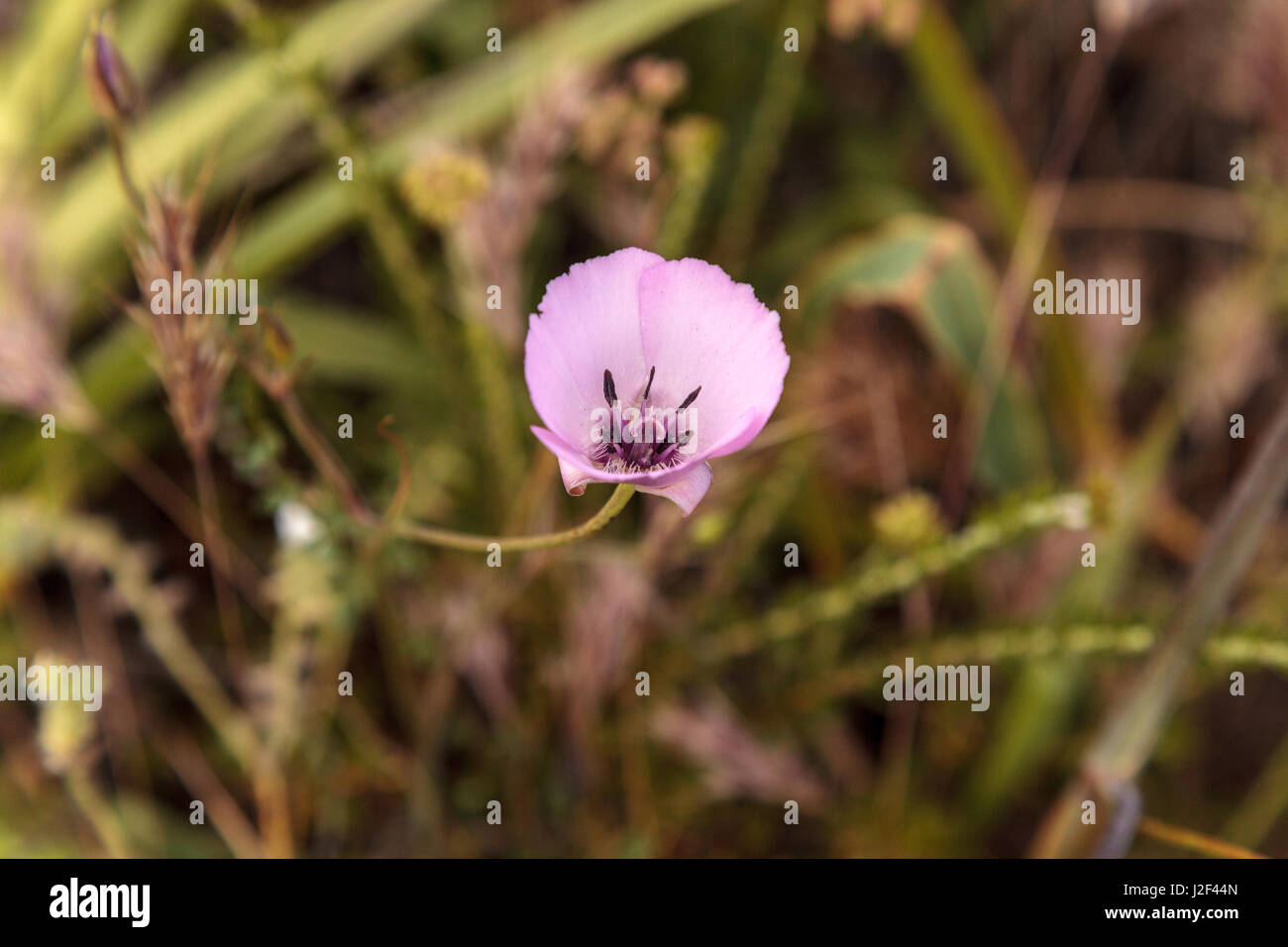 Purple gleam California poppy flower grows in the Aliso Wilderness Park ...