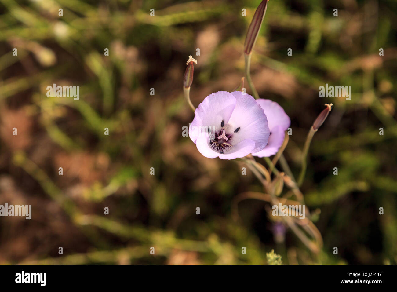 Purple gleam California poppy flower grows in the Aliso Wilderness Park ...