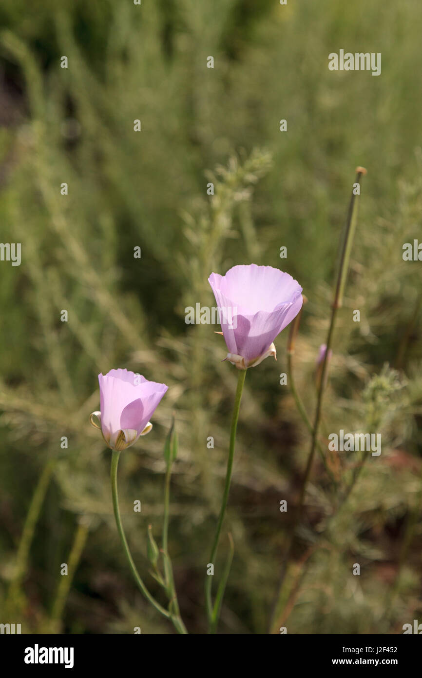 Purple gleam California poppy flower grows in the Aliso Wilderness Park ...