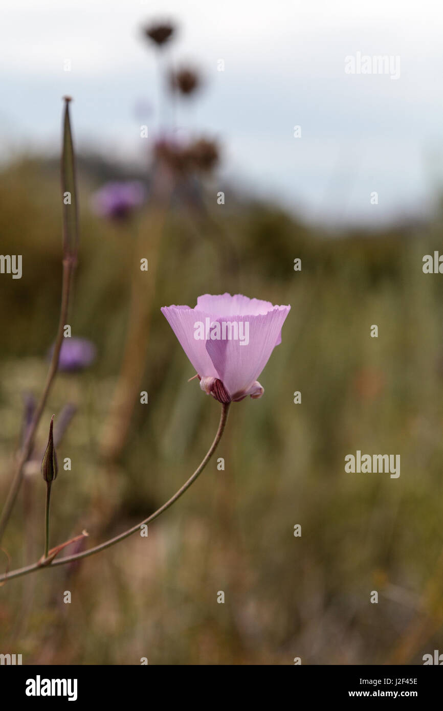 Purple gleam California poppy flower grows in the Aliso Wilderness Park ...