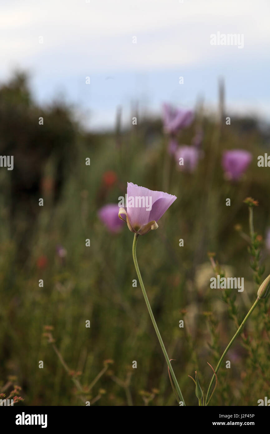 Purple gleam California poppy flower grows in the Aliso Wilderness Park ...