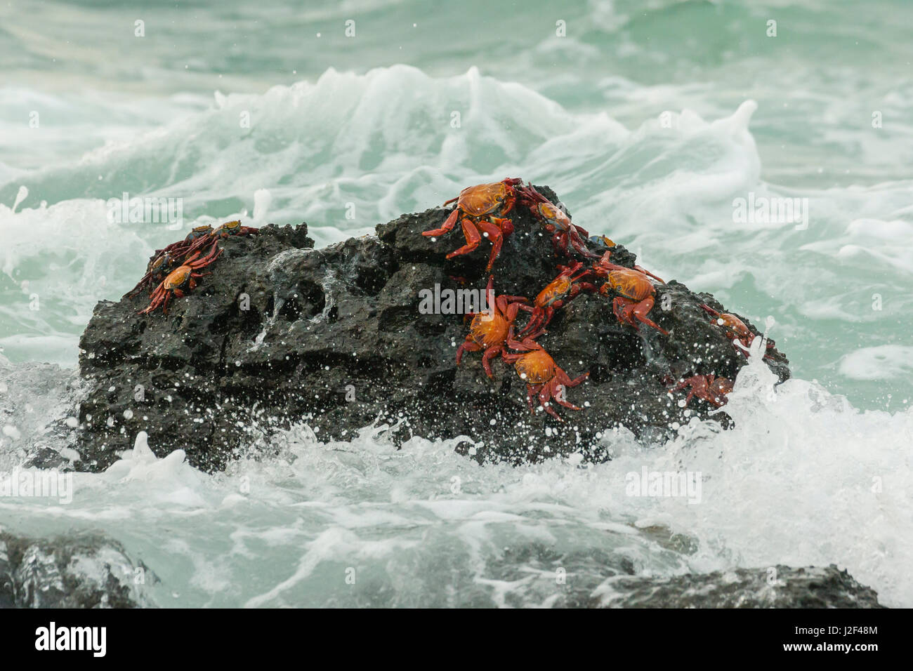 Ecuador, Galapagos National Park. Sally light foot crabs on beach rock ...
