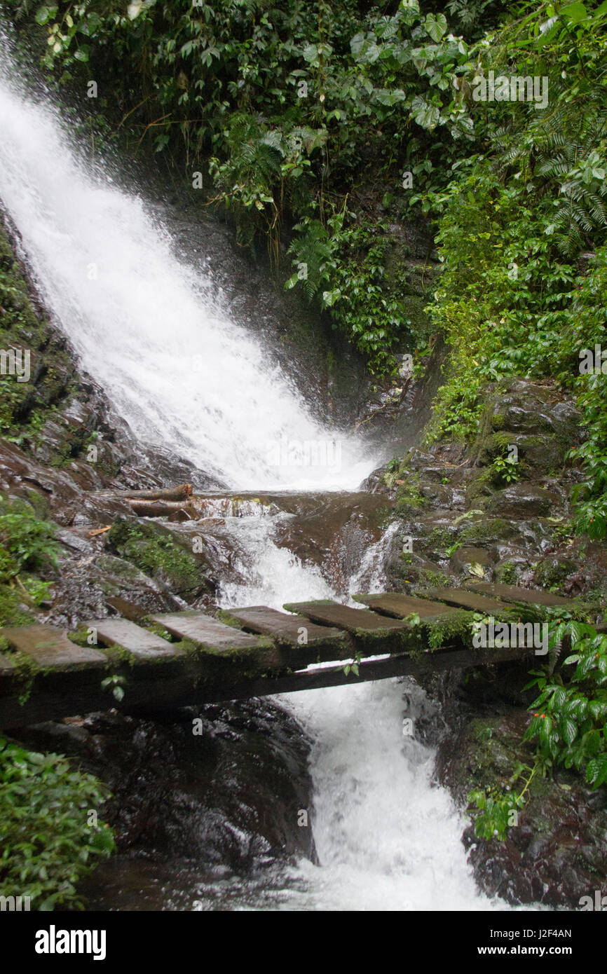 Waterfall in Mindo Cloud Forest, Ecuador Stock Photo - Alamy