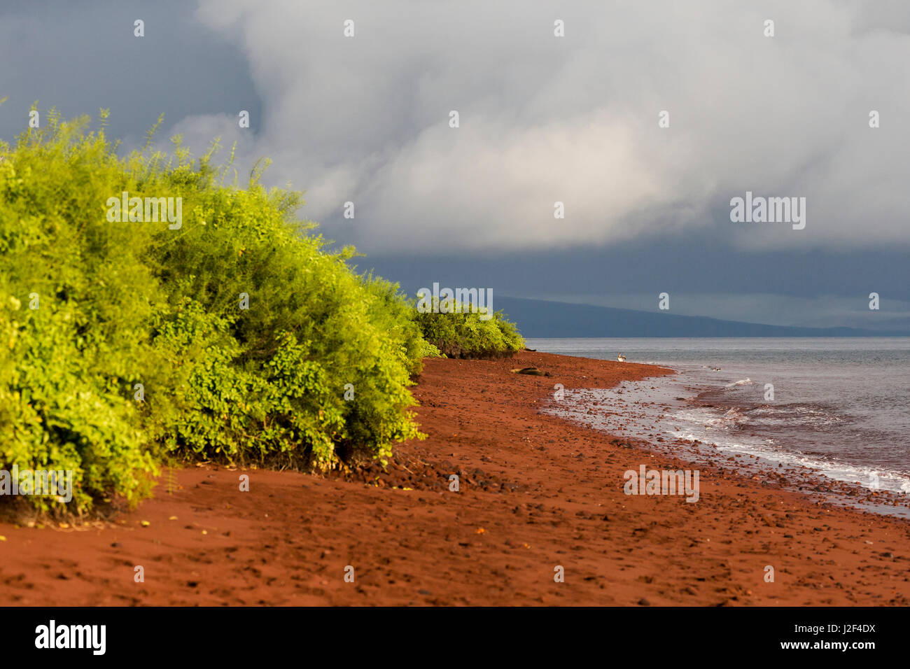 Ecuador, Galapagos Islands, Rabida, Red Beach, saltbrush, (Cryptocarpus ...