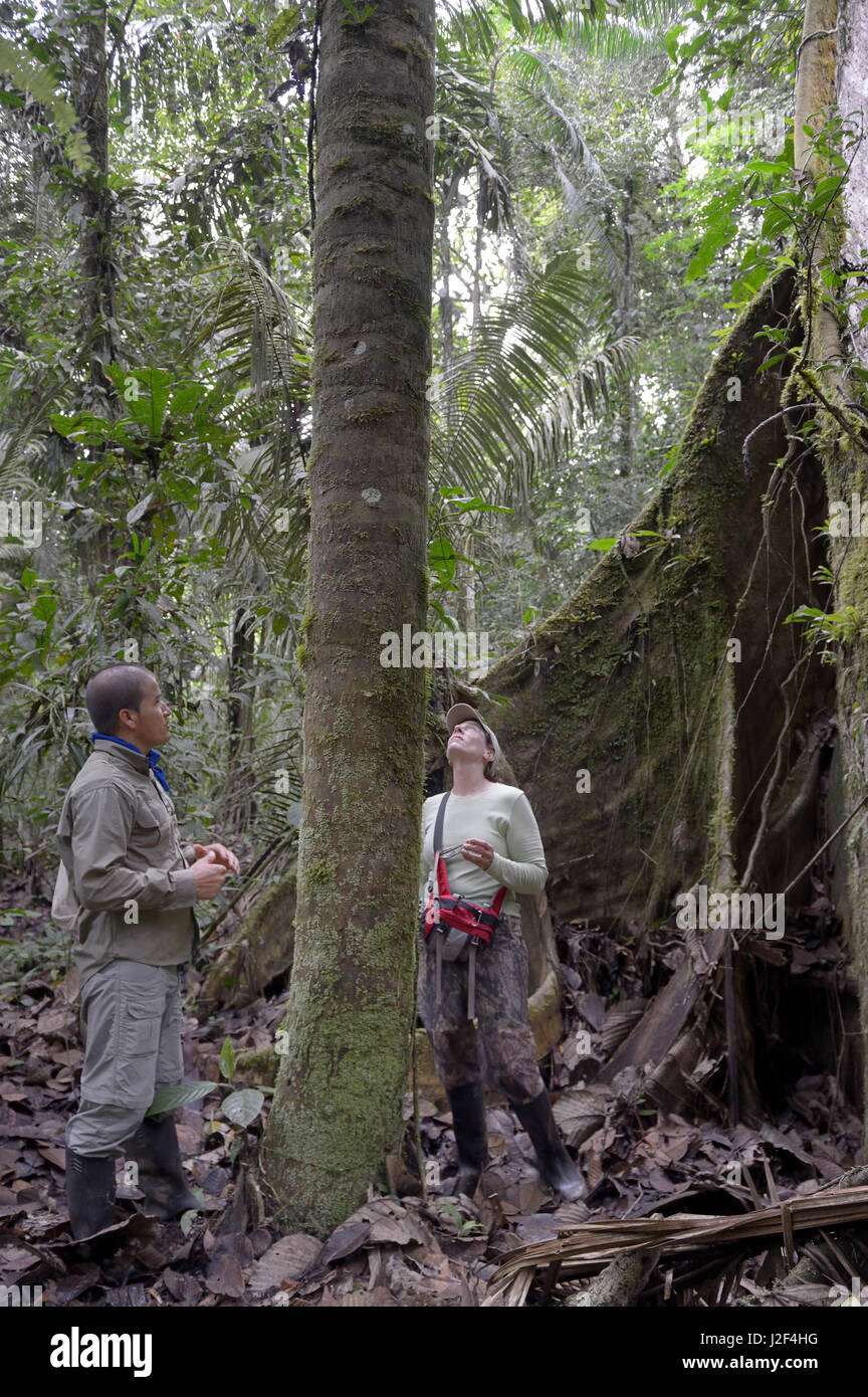 Ecuador, Orellana, Napo River. Viewing a jungle tree, La Selva Amazon ...