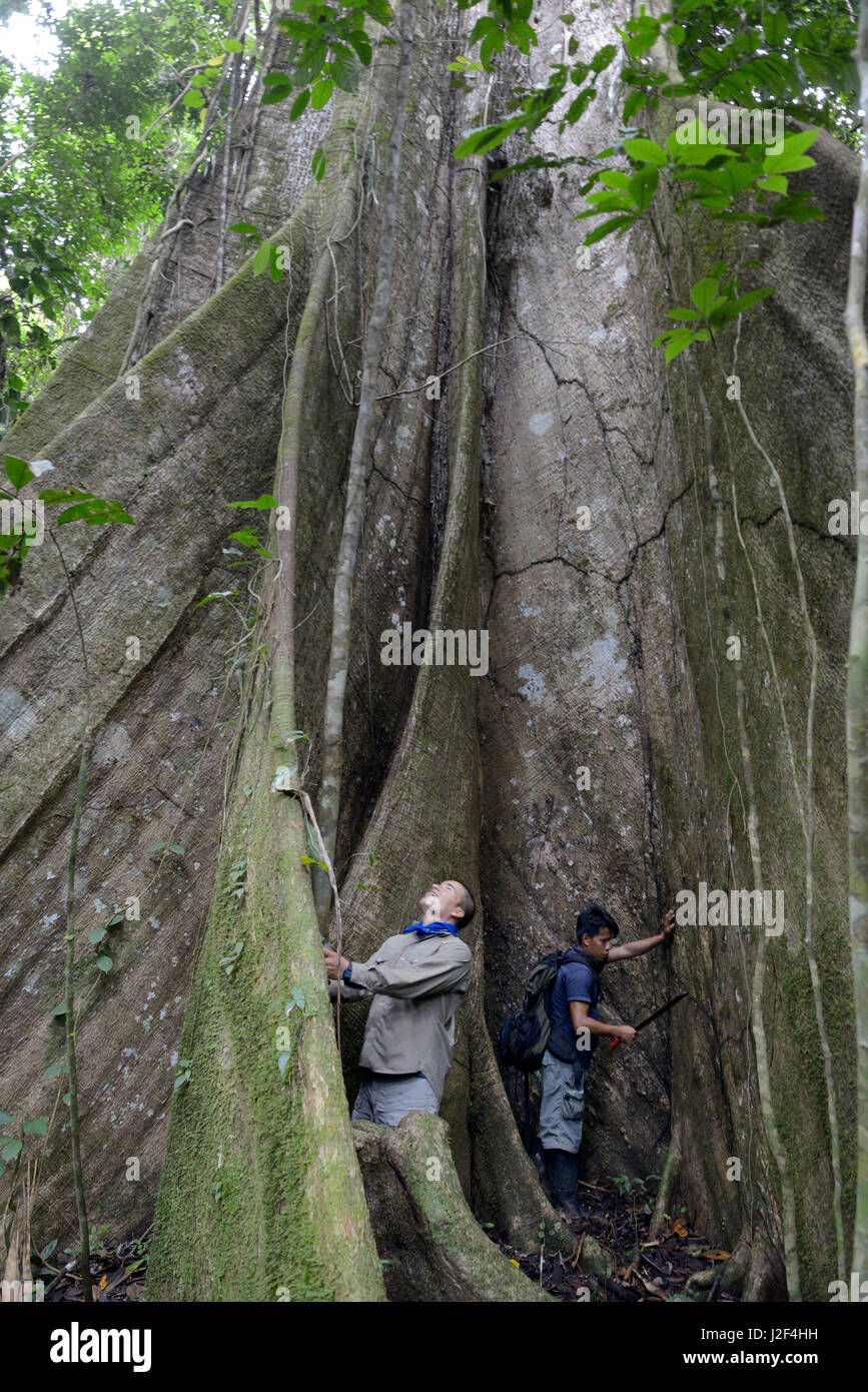 Ecuador, Orellana, Napo River. Two men looking at the buttress roots of ...