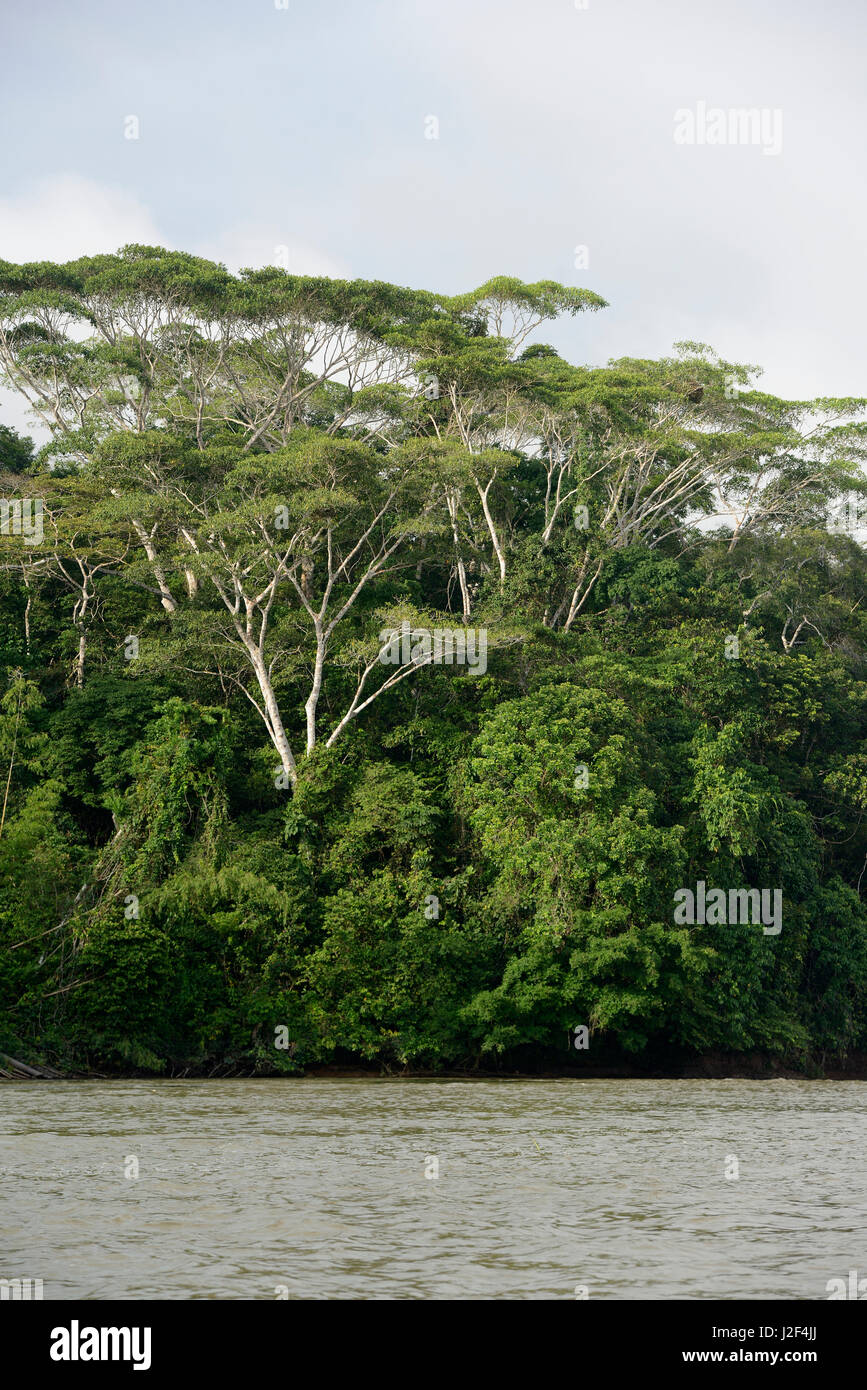 Napo river tall jungle trees hi-res stock photography and images - Alamy