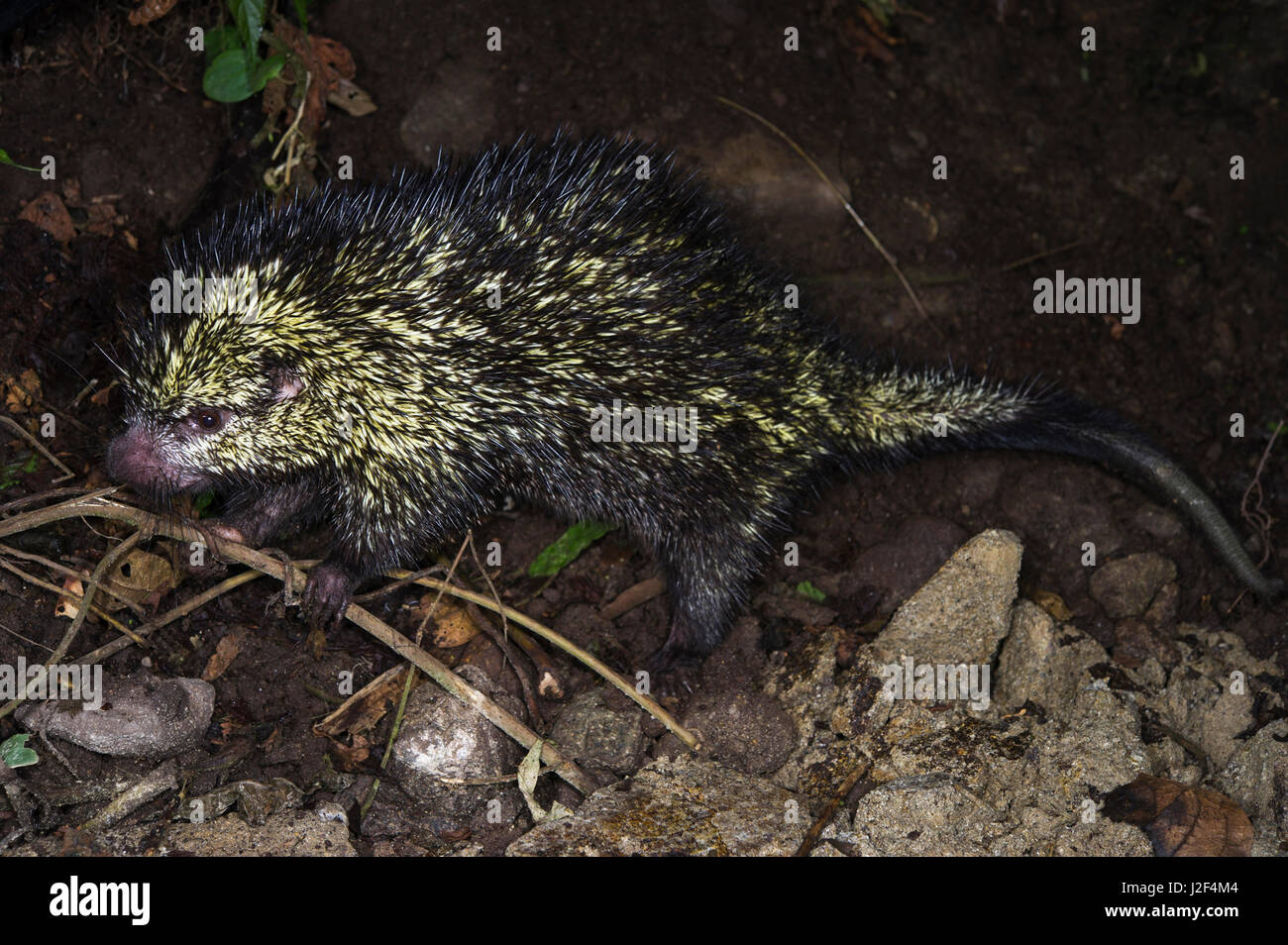 Rothschild's Tree Porcupine (Coendou Rothschildi) Mindo Cloud Forest ...