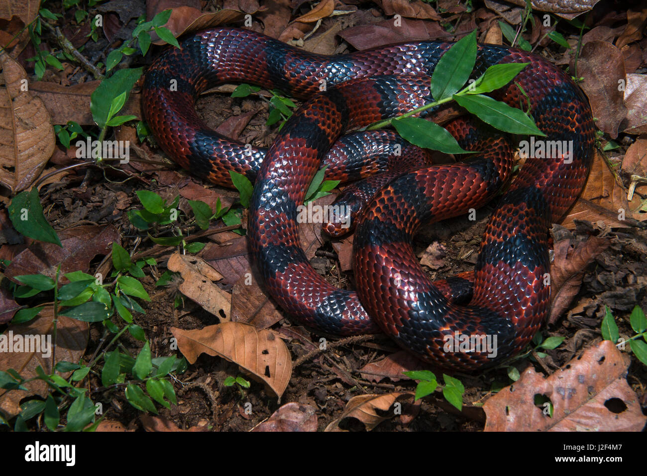 False Coral Snake High Resolution Stock Photography and Images - Alamy