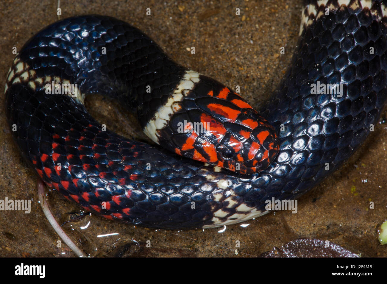 Surinam Coral Snake (Micrurus surinamensis) Amazon, Ecuador. Captive ...