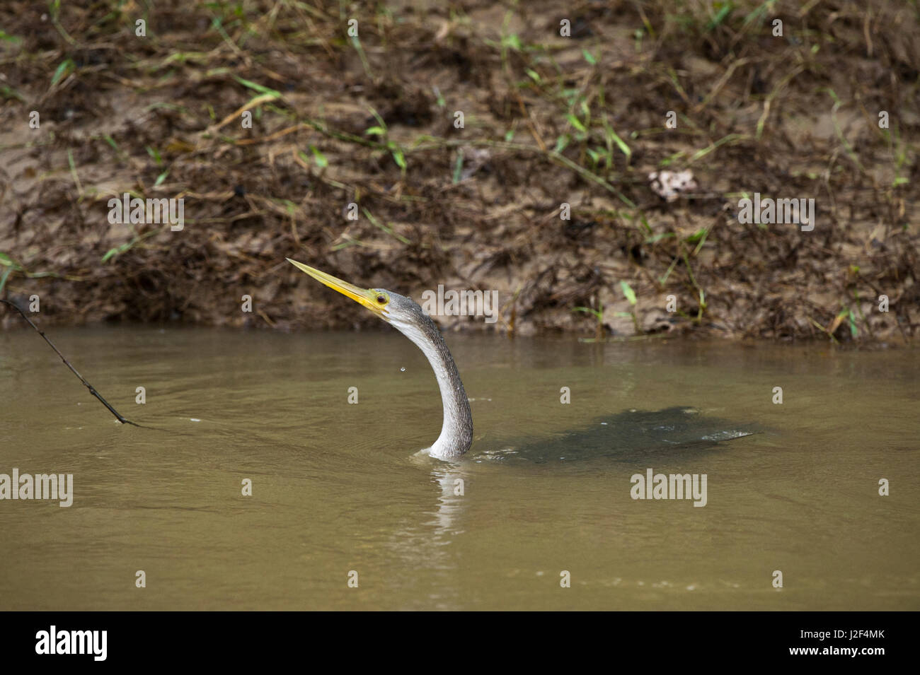 Anhinga (Anhinga anhinga), Tiputini River, Yasuni National Park, Amazon ...
