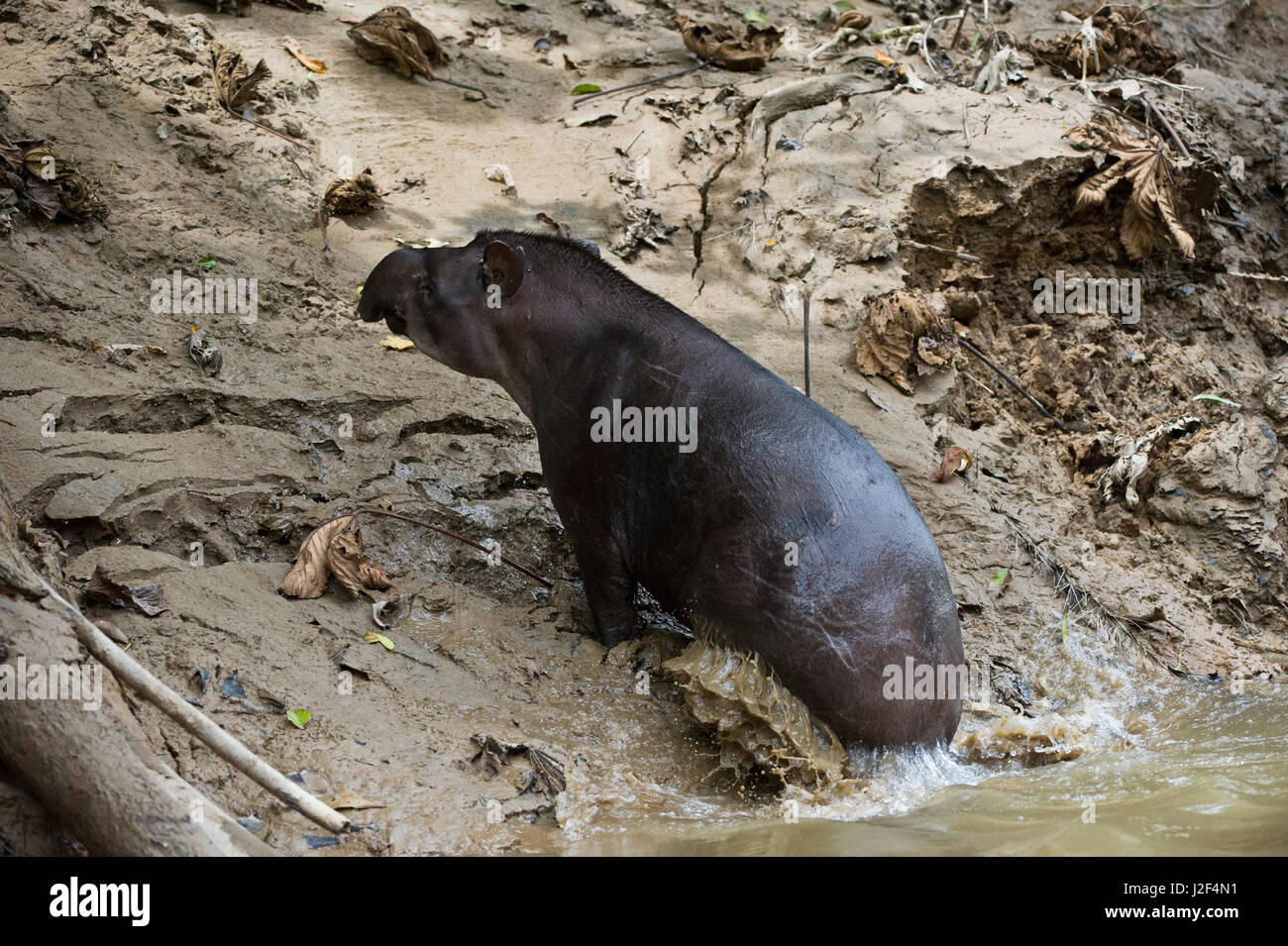 Brazilian Tapir (Tapirus terrestris) on Riverbank of Tiputini River ...