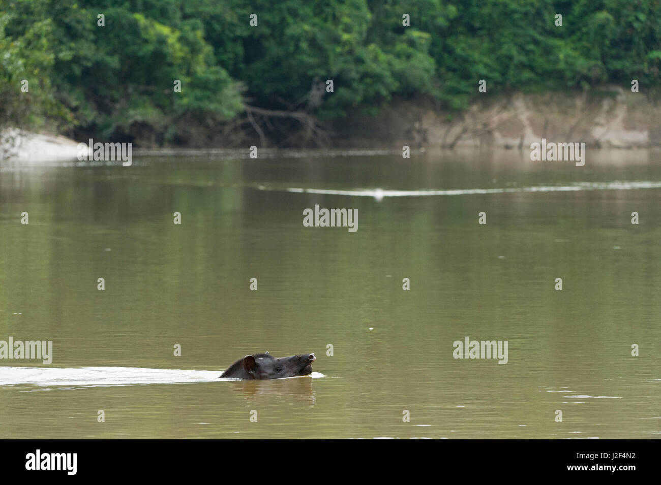 Brazilian Tapir (Tapirus terrestris) Swimming across Tiputini River ...