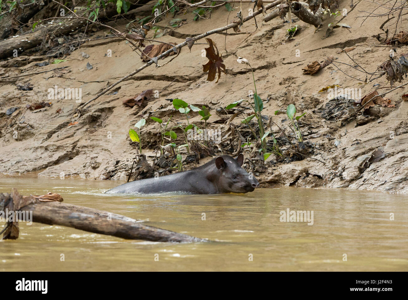 Brazilian Tapir (Tapirus terrestris) Swimming across Tiputini River ...