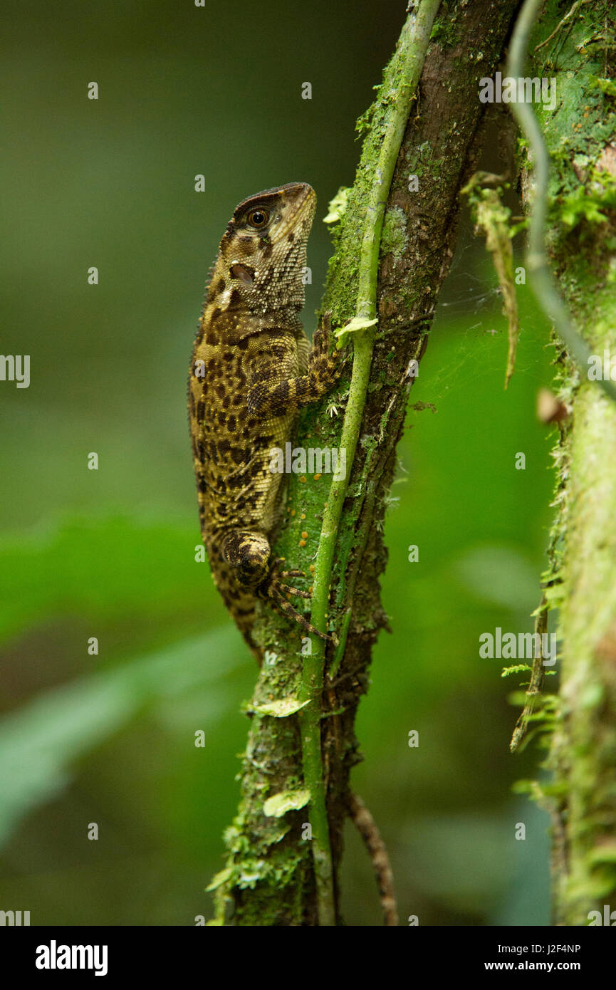 Amazon wood lizard hi-res stock photography and images - Alamy