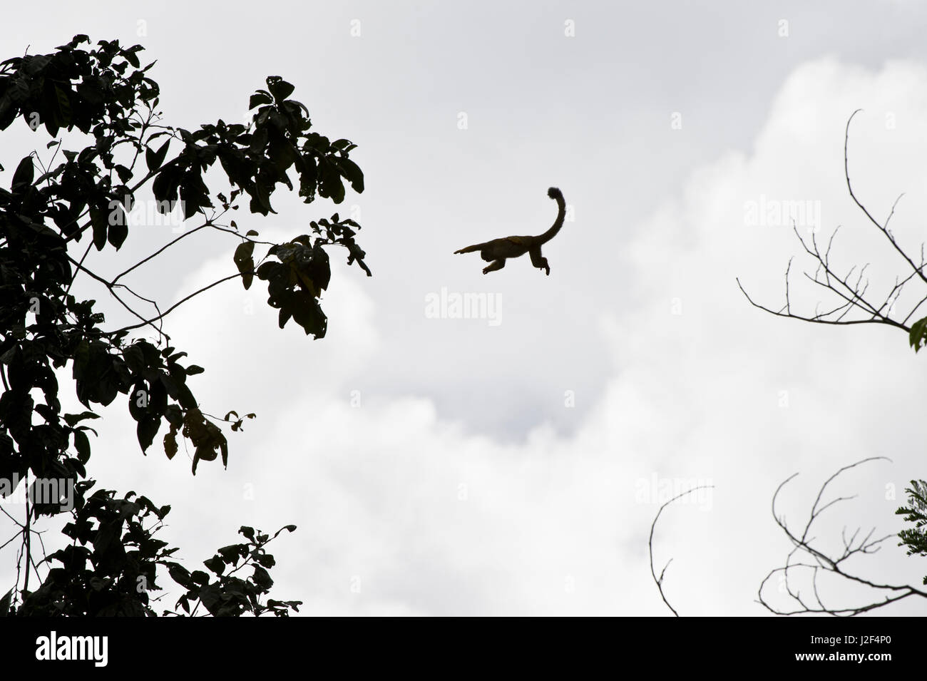 Common Squirrel Monkey (Saimiri sciureus) Jumping between trees, Yasuni ...