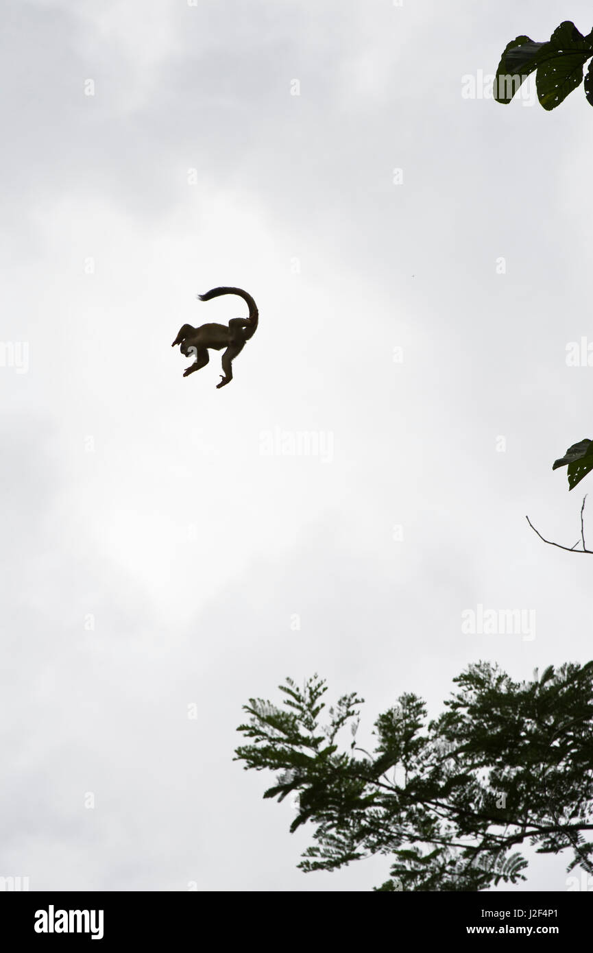 Common Squirrel Monkey (Saimiri sciureus) Jumping between trees, Yasuni ...