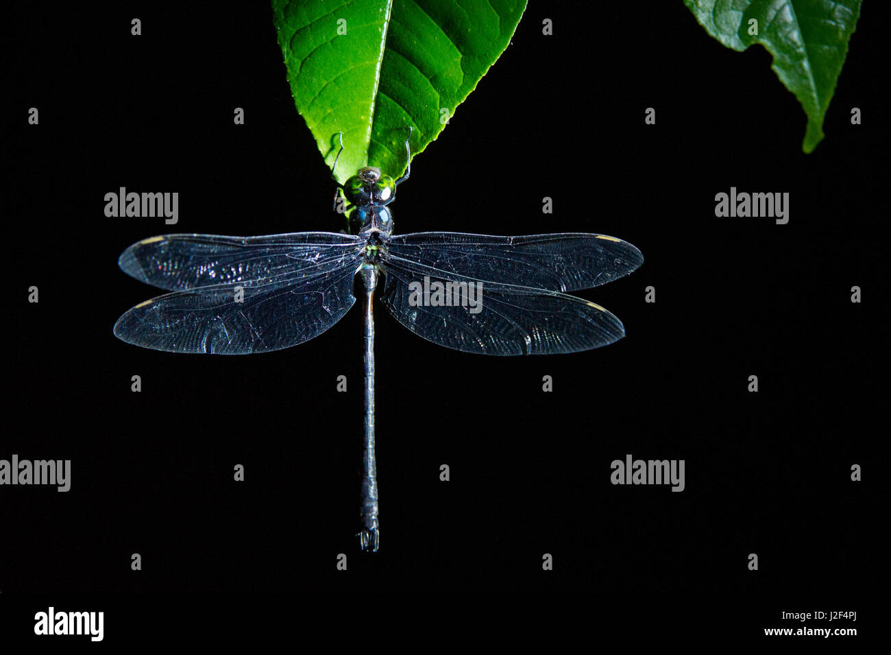 Dragonfly (Gynacantha membranalis, Aeshnidae) Yasuni National Park ...