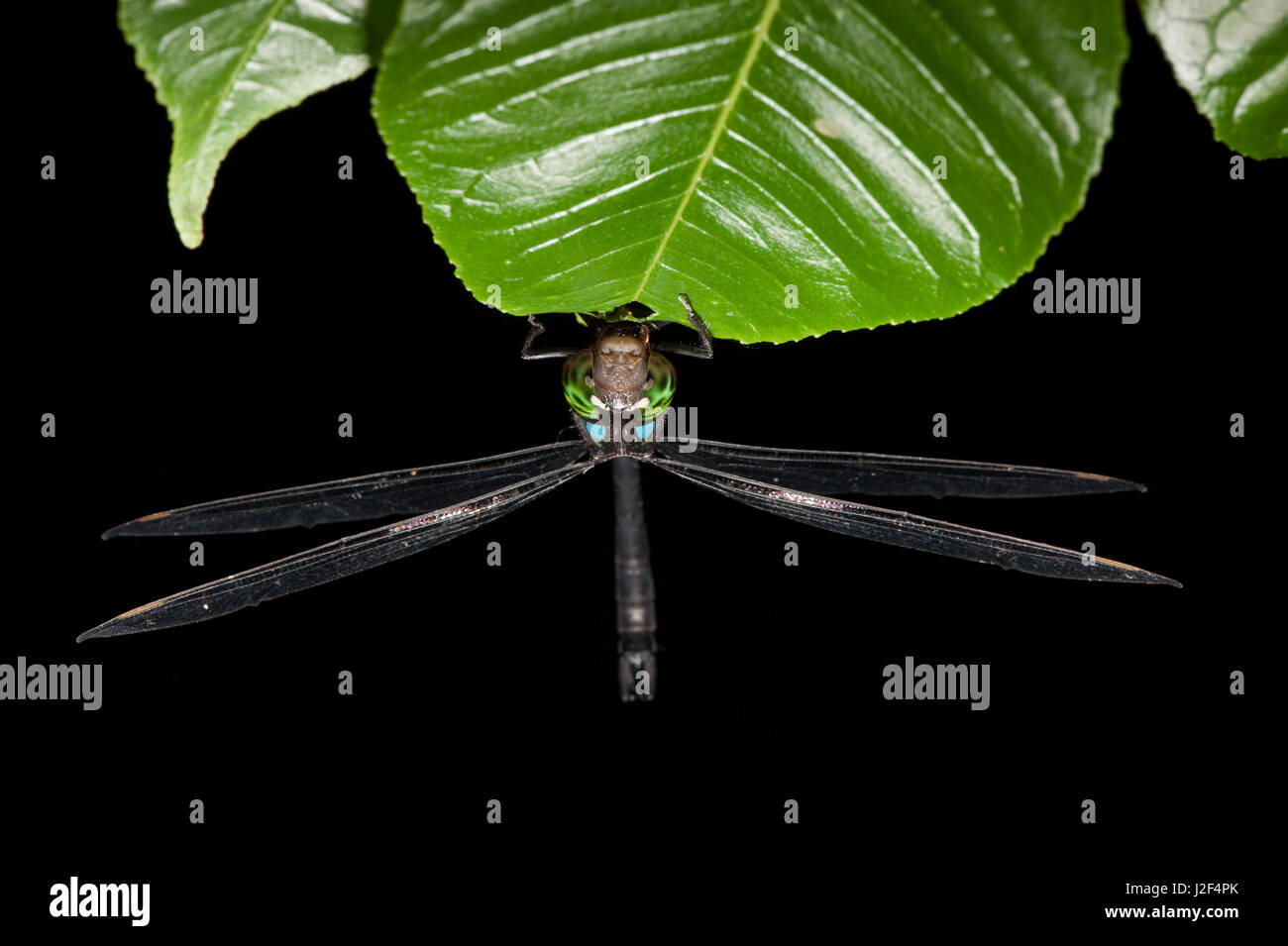 Dragonfly (Gynacantha membranalis, Aeshnidae) Yasuni National Park ...