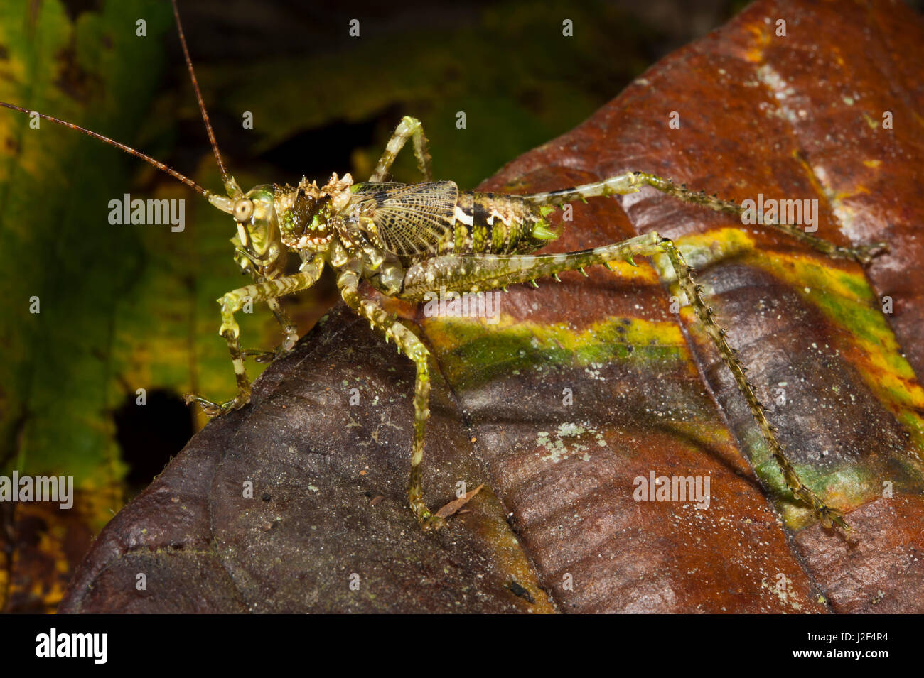 Green Spiny Katydid (Tettigoniidae), Yasuni National Park, Amazon ...