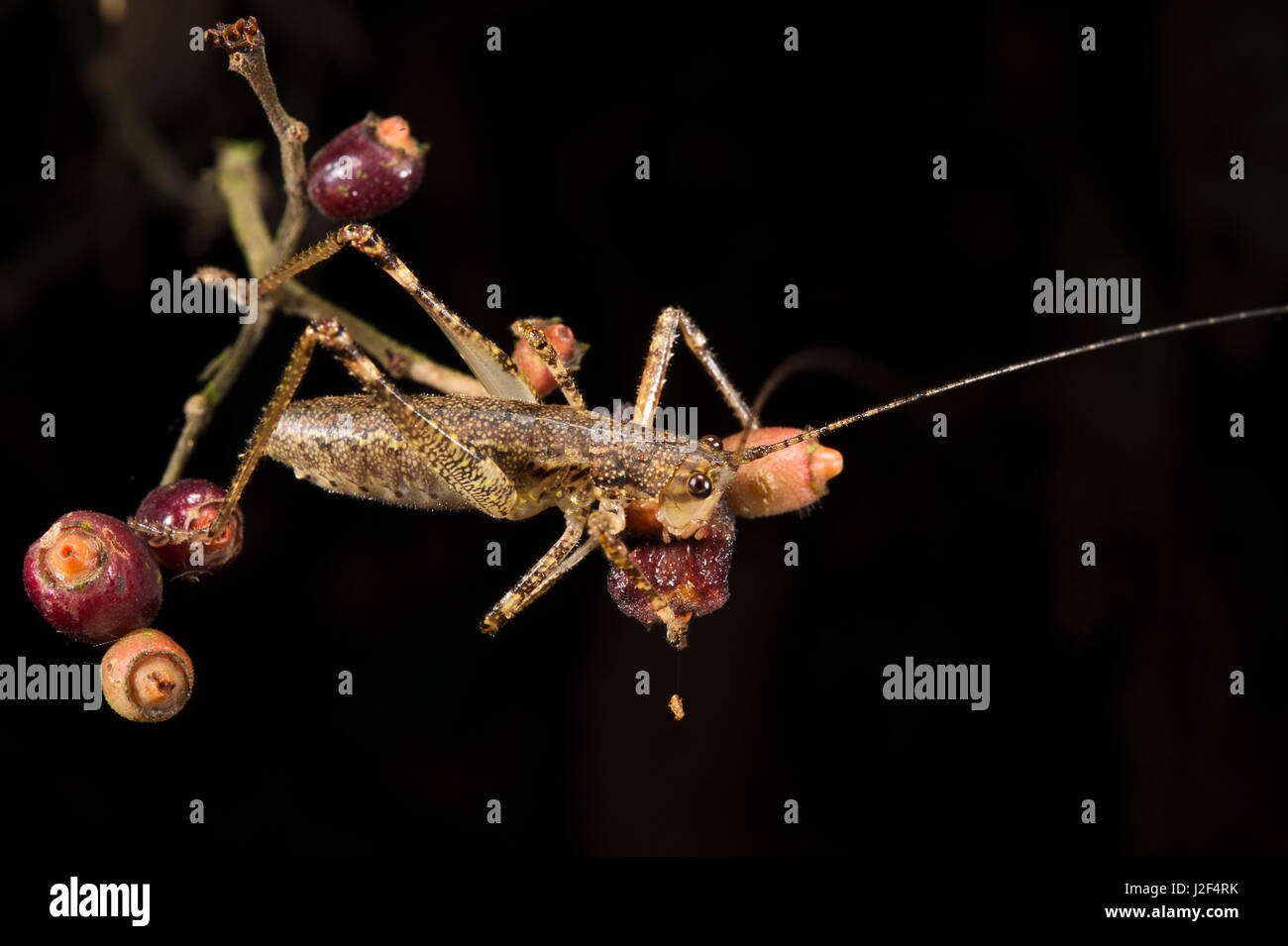 Katydid (Tettigoniidae) eating fruit, Yasuni National Park, Amazon ...
