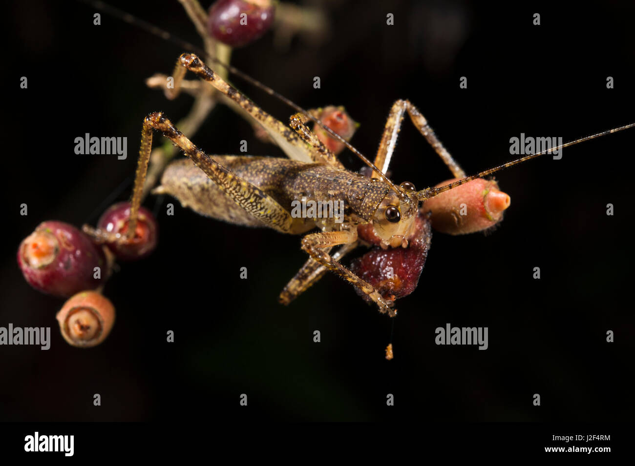 Katydid (Tettigoniidae) eating fruit, Yasuni National Park, Amazon ...