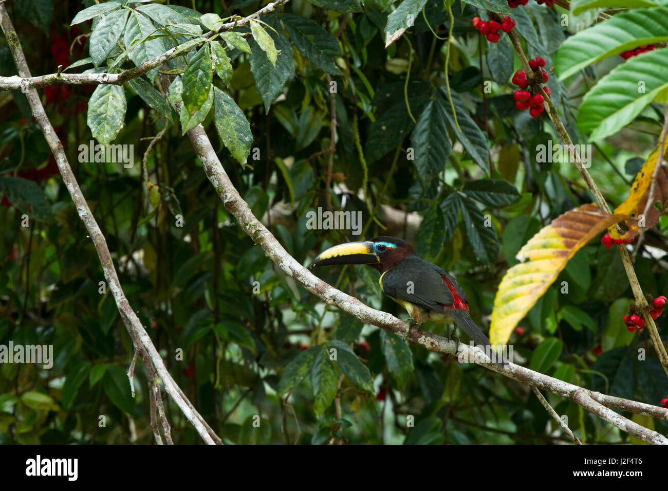 Lettered aracari toucan hi-res stock photography and images - Alamy