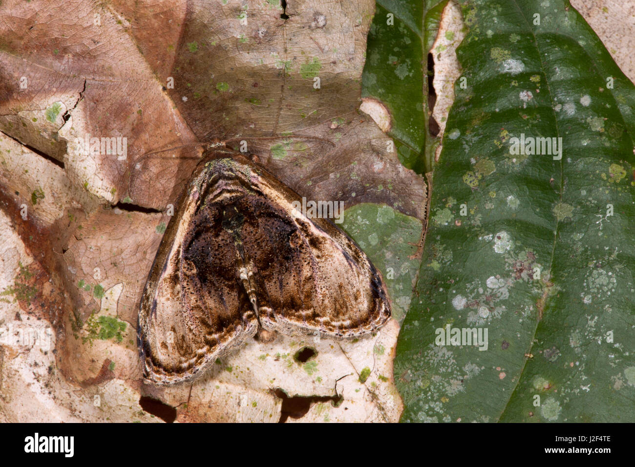 Moth camouflaged in leaf litter, Yasuni National Park, Amazon ...