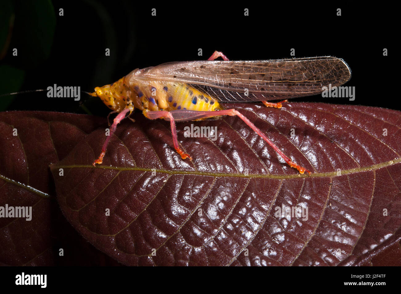 Multicolored Katydid (Copiphora), Yasuni National Park, Amazon ...