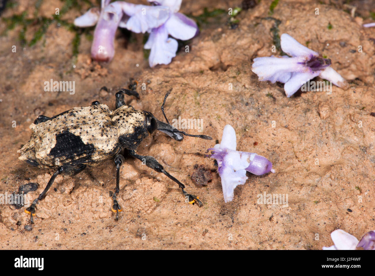 Snout-nosed Weevil. Yasuni National Park, Amazon Rainforest, Ecuador ...