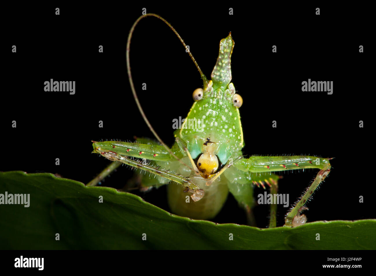 Spine-headed Katydid Nymph, Yasuni National Park, Amazon Rainforest ...