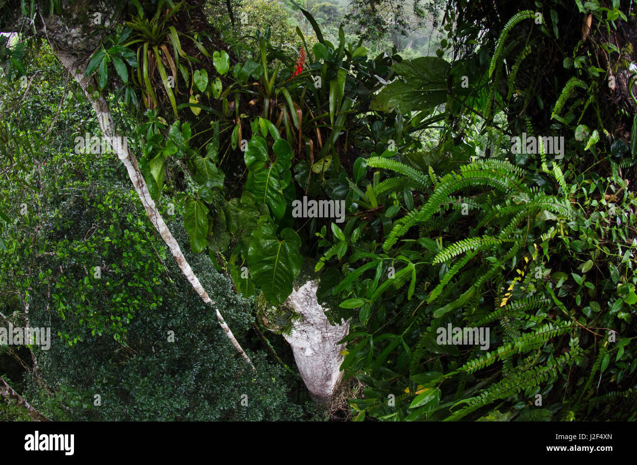 View over Rainforest Canopy from top of Ceibo Tree, Yasuni National ...