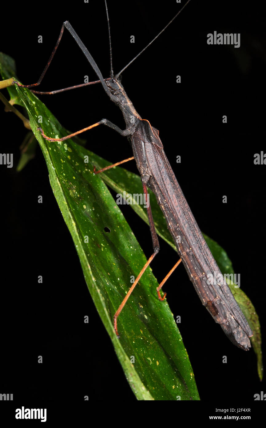 Walking Stick Insect (Pseudophasma), Yasuni National Park, Amazon ...