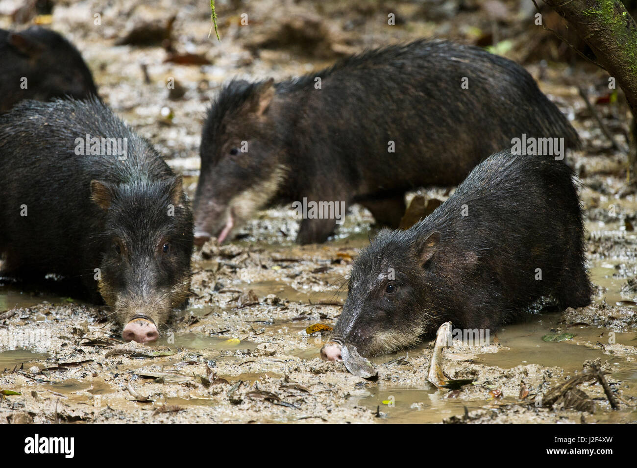 White-lipped Peccary (Tayassu pecari) at saltlick, Yasuni National Park ...