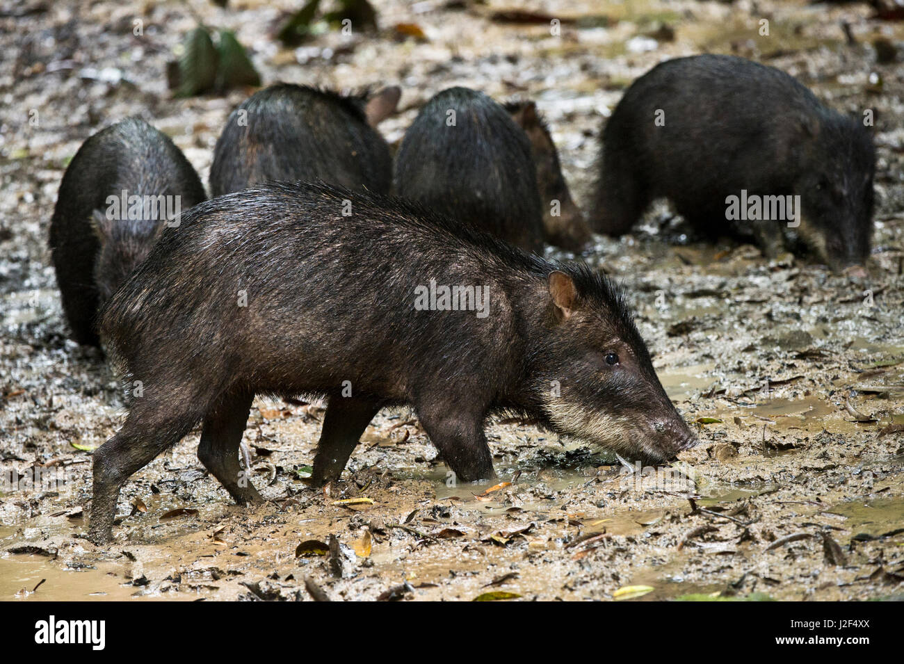 White-lipped Peccary (Tayassu pecari) at saltlick, Yasuni National Park ...