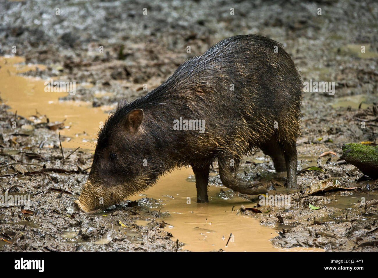 White-lipped Peccary (Tayassu pecari) at saltlick, Yasuni National Park ...